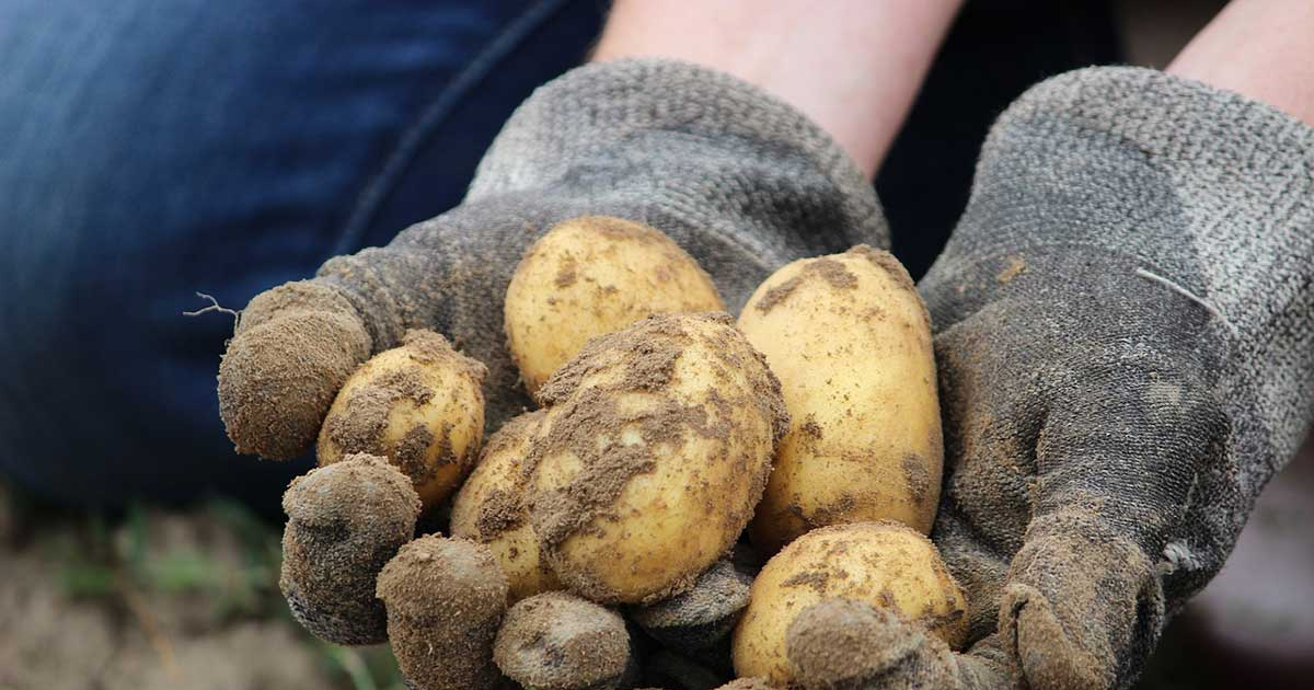 Ne bacajte ljuske od krompira: Evo kako ih iskoristiti u kući i bašti