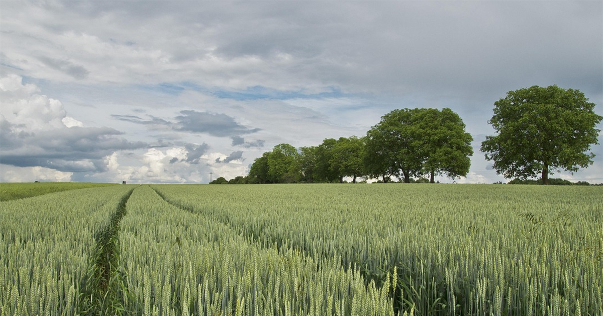 Zašto Vojvodina više nije žitnica Evrope